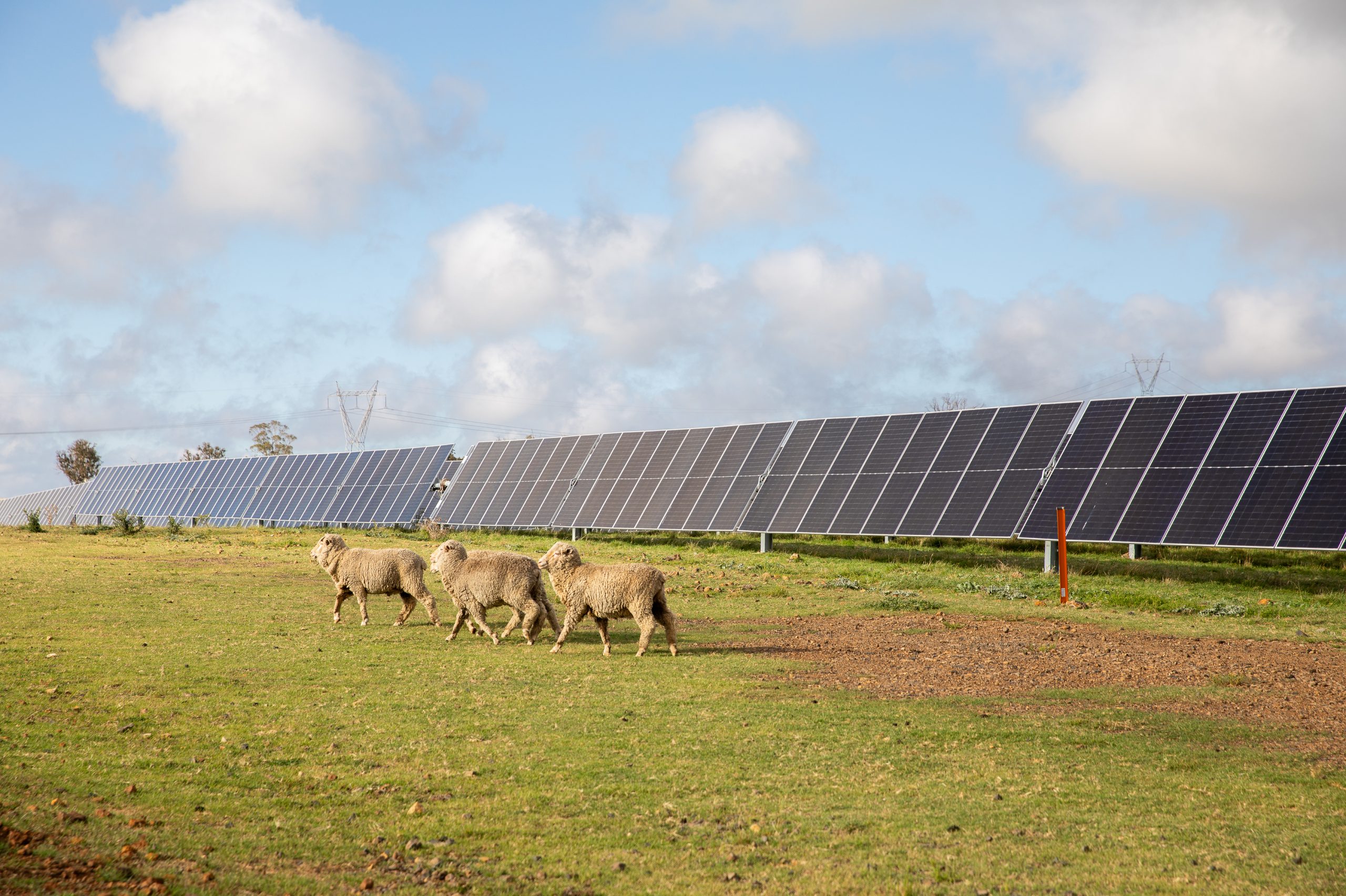 New England Solar wins Climate Council grazing award - ACEN Australia